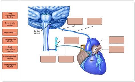 Solved Autonomic Nervous System Ans Drag The Labels To The Appropriate Location In The Figure
