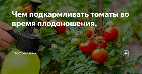 Чем подкармливать томаты во время плодоношения Просто Марина Дзен