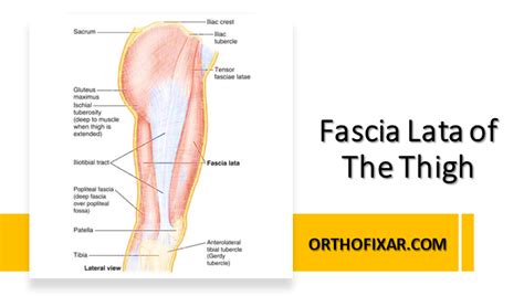 Tensor Fascia Lata Anatomy Gluteus Maximus And The Tensor Fasciae
