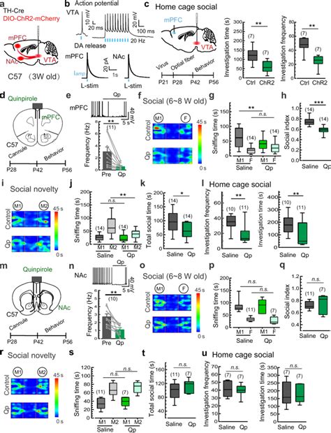 Da Over Transmission In The Mpfc During Adolescence Mediates