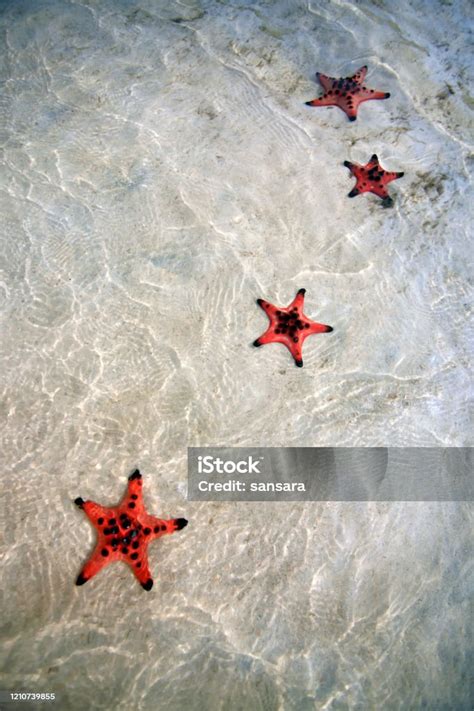 베트남 여름 해변 불가사리와 열대 바다 배경입니다 푸꾸옥 0명에 대한 스톡 사진 및 기타 이미지 0명 경관 관광 Istock