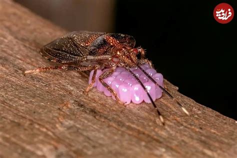 ۱۰ مورد از شگفت‌انگیزترین تخم‌های حیوانات عکس