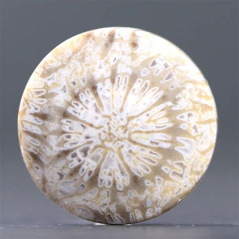 Single Flower Agatized Fossilized Coral Round Cabochon Natural Fossil