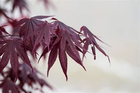 Plant Red Leaves Spring Free Stock Photo Public Domain Pictures