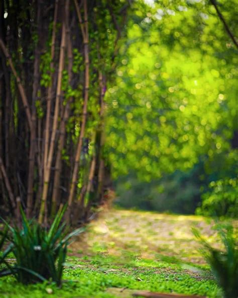 Nature Photoshop New Background Download Full Hd Kreditings