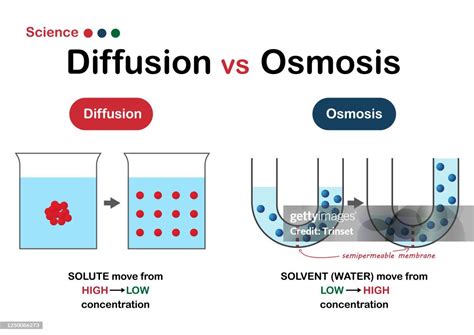 Science Graphic Show Difference Of Diffusion And Osmosis High Res