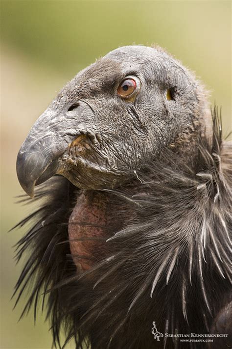 California Condor Archives Sebastian Kennerknecht Photographysebastian Kennerknecht Photography