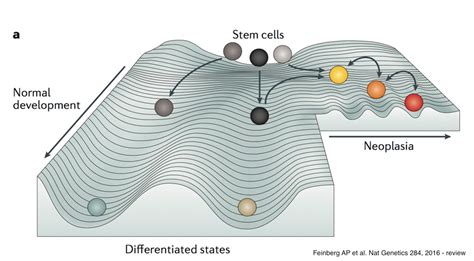 Chromatin State Regulates Cellular Transitions Projects Murphy Lab