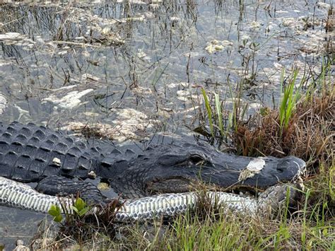 Jaw Dropping Video Shows Massive Gator Eating Python