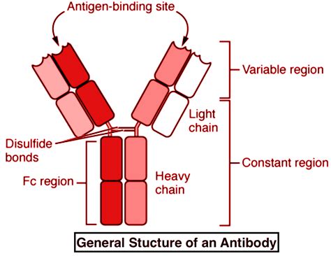 Antibody Constant Regions At Angel Singleton Blog