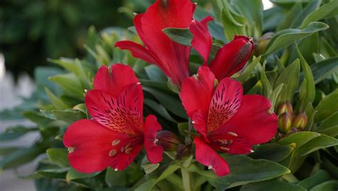 Оранжерия Гинко Оранжерия Гинко сДрагановци