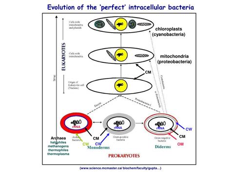 Ppt Intracellular Pathogens Powerpoint Presentation Free Download Ppt Intracellular Pathogens Powerpoint Presentation Free Download