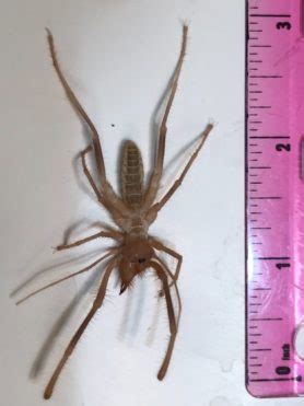 Spiders In Nevada Species And Pictures Spiders In Nevada Species And Pictures