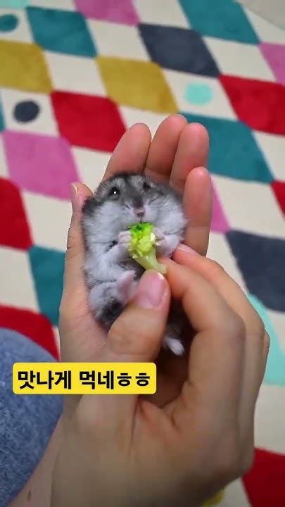 누워서 브로컬리 먹기 귀엽당 햄스터 정글리안햄스터 햄스터쪼미 먹방 귀여움 Youtube