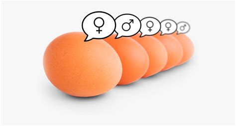 Ovo Sex Determination Of Eggs HD Png Download Kindpng