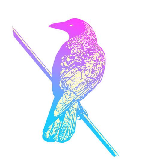 210 Clip Art Of A Grackle Stock Illustrations Royalty Free Vector