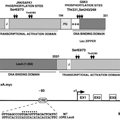 Schematic Representation Of C Jun The Lexa C Jun Fusion Protein And Download Scientific