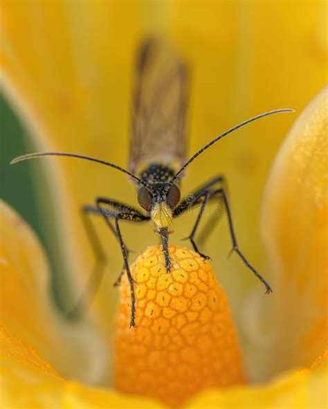 Tiny Pollinator Stock Illustrations 1077 Tiny Pollinator Stock Illustrations Vectors