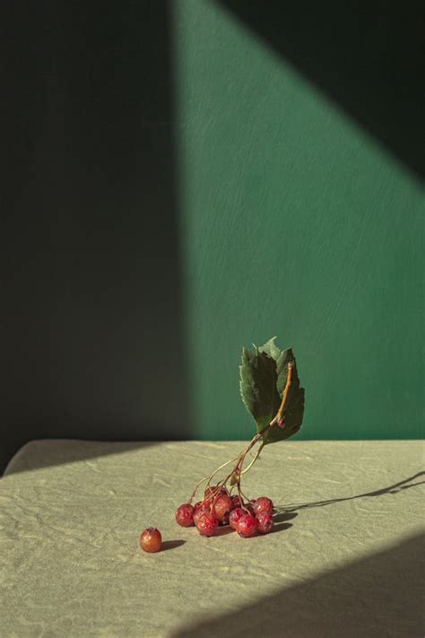 Как вырастить вишню в вашем саду