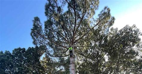 How Much Does Large Tree Removal Cost In Australia Price Guide TLC Trees