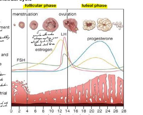 Sex Steroids Ii Flashcards Quizlet