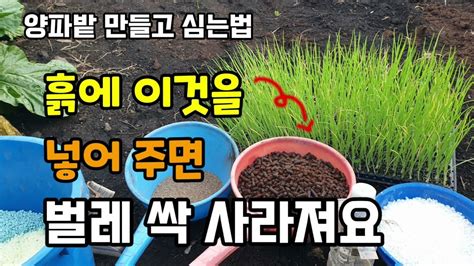 흙에 이것만 넣고 올려주면 벌레 없고 싹 사라집니다 양파밭 만들고 심는 방법 Youtube