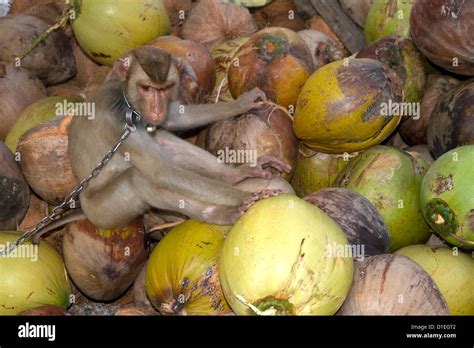 Trained Monkey Harvests Coconuts From Trees On The Island Of Ko Samui Thailand Stock Photo Alamy