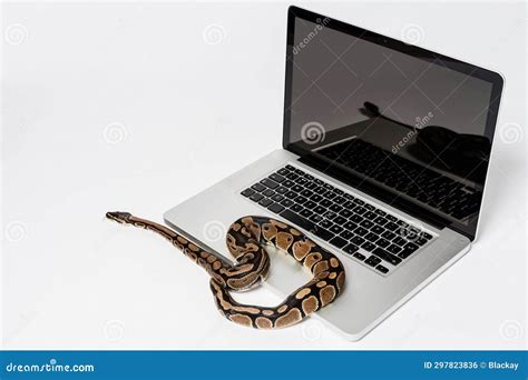 Python Snake And Laptop Computer Concept Of Using High Level Programming Language For Software