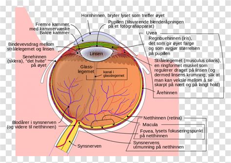 Schematic Diagram Of The Human Eye Hyaloid Canal In Eye Racket Nature