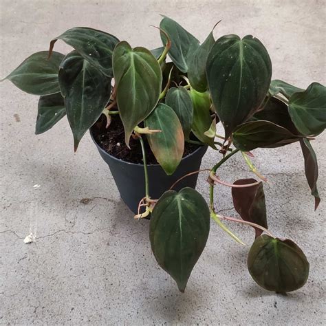 Купити Епіпремнум Міканс 128 в інтернет магазині Dflora