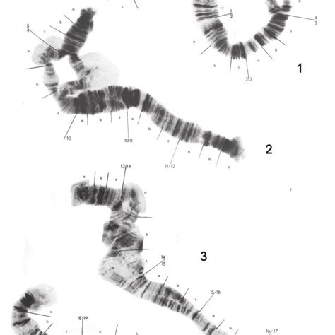 Polytene Chromosome Maps For Chromosomes 1 To 4 Of The Eight Chromosome