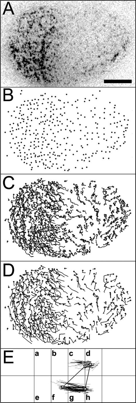 Using Automated Particle Tracking To Measure Nmy 2gfp Aggregate