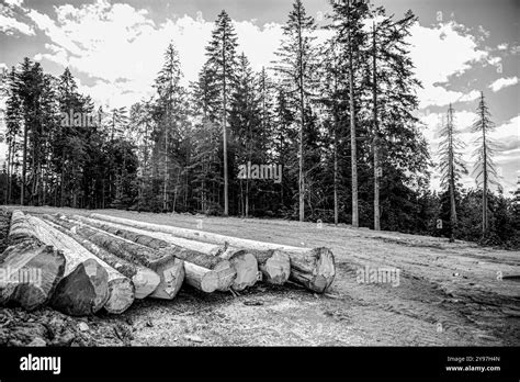 Log Trunks Pile The Logging Timber Forest Wood Industry Felling Trees
