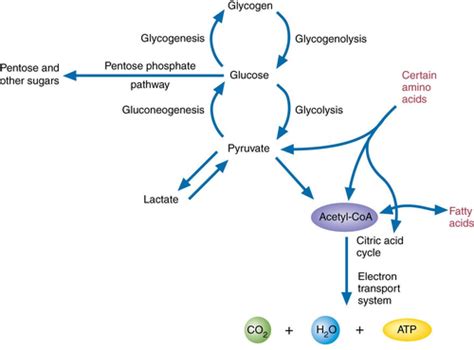 Biochem Exam 3 Flashcards Quizlet