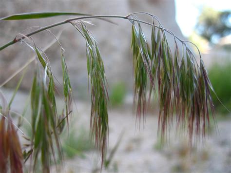 Cheatgrass Thrives On The Well Lit Urban Night Scene