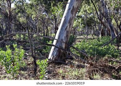 Australian Bush Landscape Eucalyptus Tree Stock Photo Shutterstock