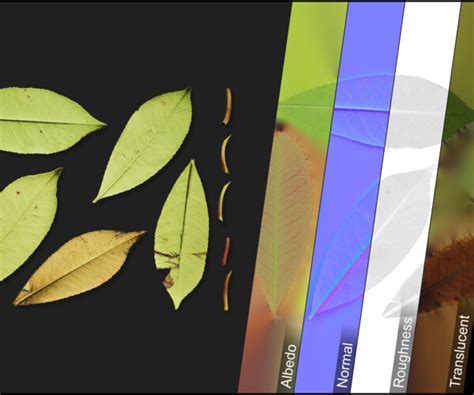 Artstation Photometric Scan Vegetation Grass Nerium Oleander