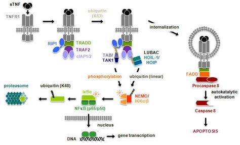 Signaling Pathways Mediated Via Tnfr1 Binding Of Tnf To Tnfr1 Triggers Download Scientific