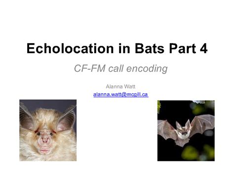 Bat Echolocation Call Types At Lynn Sparks Blog