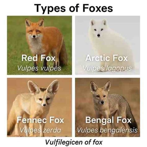 Species Of Foxes