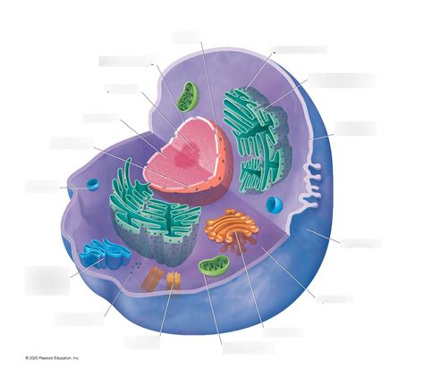 Chapter Eukaryotic Cell Diagram Diagram Quizlet
