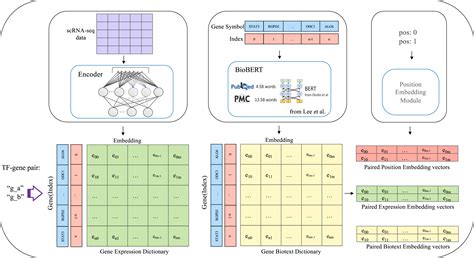 Scgreat Transformer Based Deep Language Model For Gene Regulatory