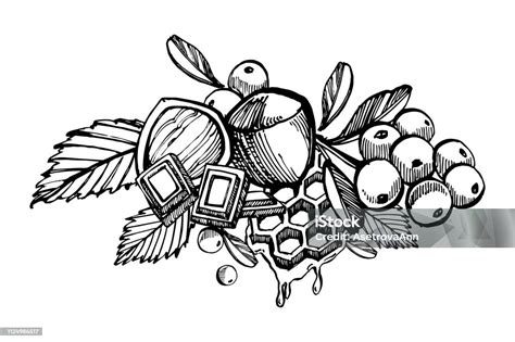 캐슈 너트 개 암 잣 호두와 육 두 구 그림을 스케치합니다 손으로 그린 그림을 흰색 배경에 고립 된 벡터 건강한 식생활에 대한 스톡 벡터 아트 및 기타 이미지 Istock