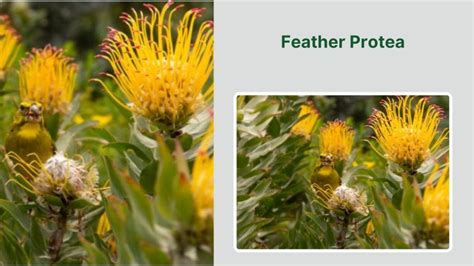 25 Types Of Protea Flowers Species Identification With Pictures