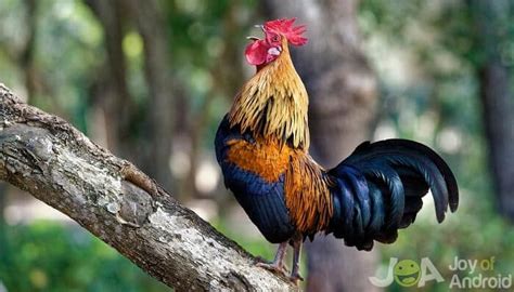 How Android Can Help Me Do My Homework Joyofandroid