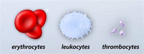 Kan Hücreleri Eritrosit Lökosit Trombosit Ve Görevleri Techworm