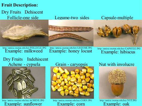 Follicle Fruit Examples