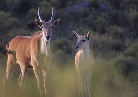 Experience The Beauty Of Amathunzi Nature Reserve Waterbuck In Nature