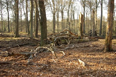 Bossen Beheren Als Complexe Adaptieve Systemen Bos
