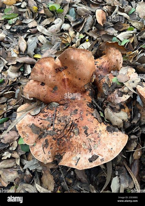 Knights Tricholoma Fungi Ed R Levin County Park Milpitas Ca Us